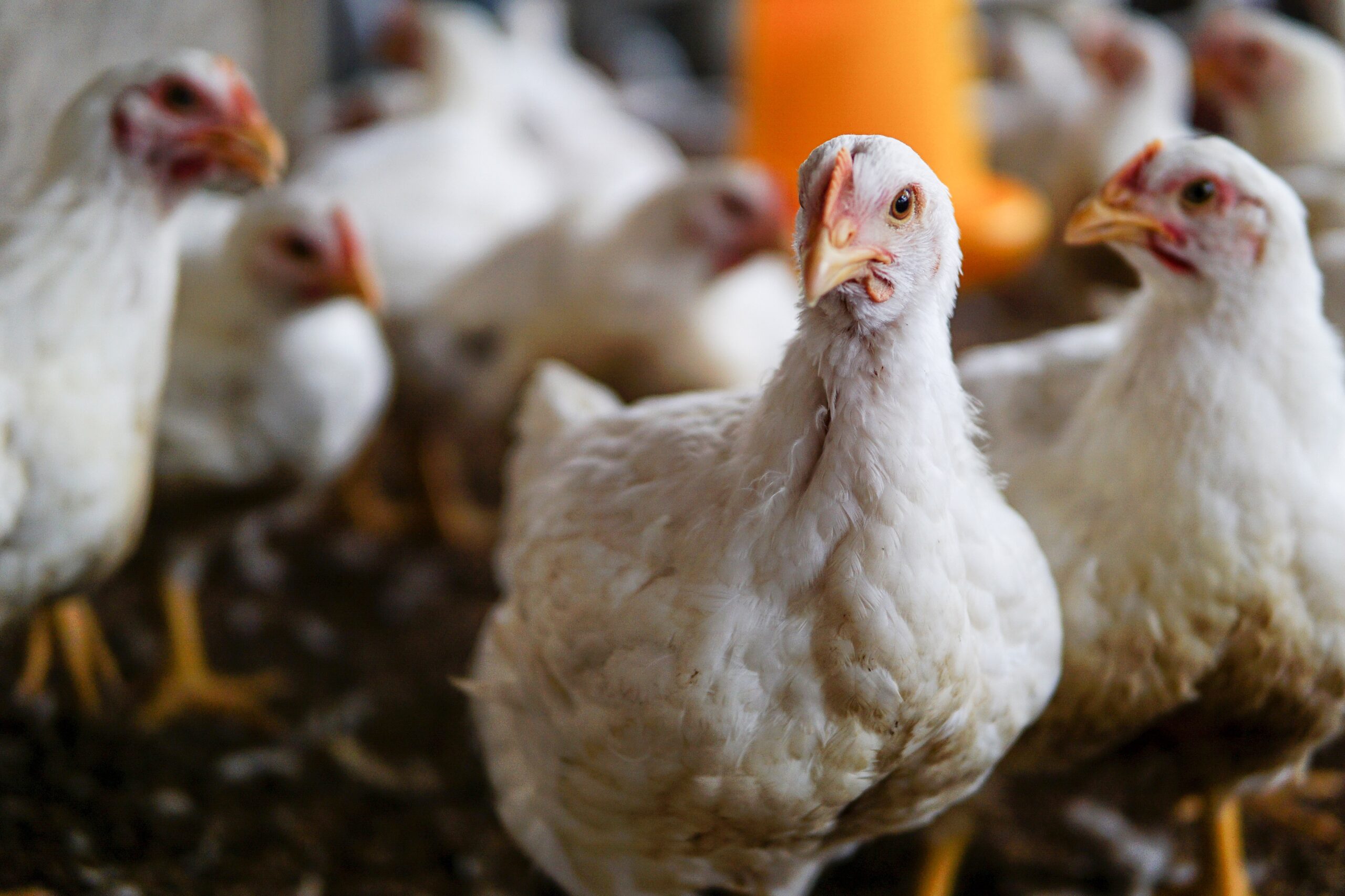 Improving poultry health with the hepatoprotective effects of herbal ...